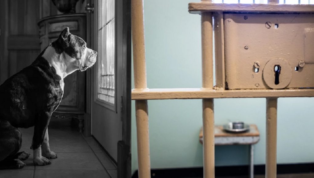 Prisoner With Pit Bull Pet Dog in Jail Cell Goes Viral - JordanThrilla