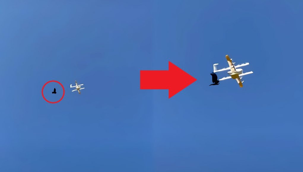 Are Ravens Waging War Against Google? Viral Video Shows Raven Attacking ...