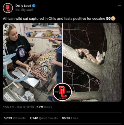 'Cocaine Cat' Trends After African Serval Wild Cat Caught in Ohio Tests ...
