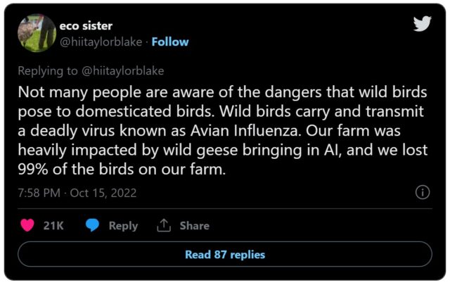 Is Emmanuel the Emu's Bird Flu Diagnosis is Putting TikToker Taylor ...