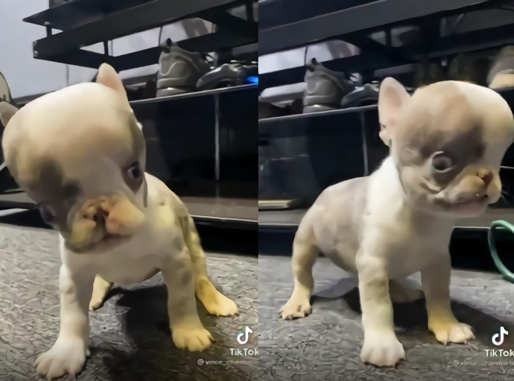 What Medical Condition Does the TikTok Dog with a Swollen Forehead ...