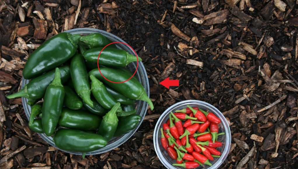 Was Suni Lee Victim of an Asian Hate Crime? Details on How the Racist ...