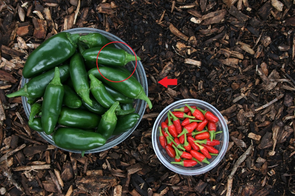 Jalapeno Meth Paste? Why a Large Scale Drug Bust is Shocking Pepper Lovers