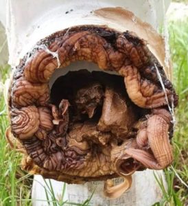 Alien Growth Found in Toilet by Reddit User is Going Viral and ...