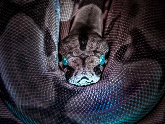 Video Showing Huge Snake Found in Indian Village with Possible Human ...