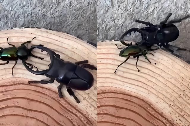 Video Showing a Stag Beetle Fighting a Giant Robot Beetle and Body ...